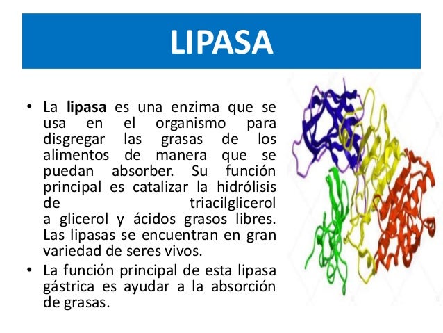 Amilasa y-lipasa (1)