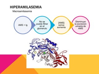 Amilasa y lipasa | PPTX
