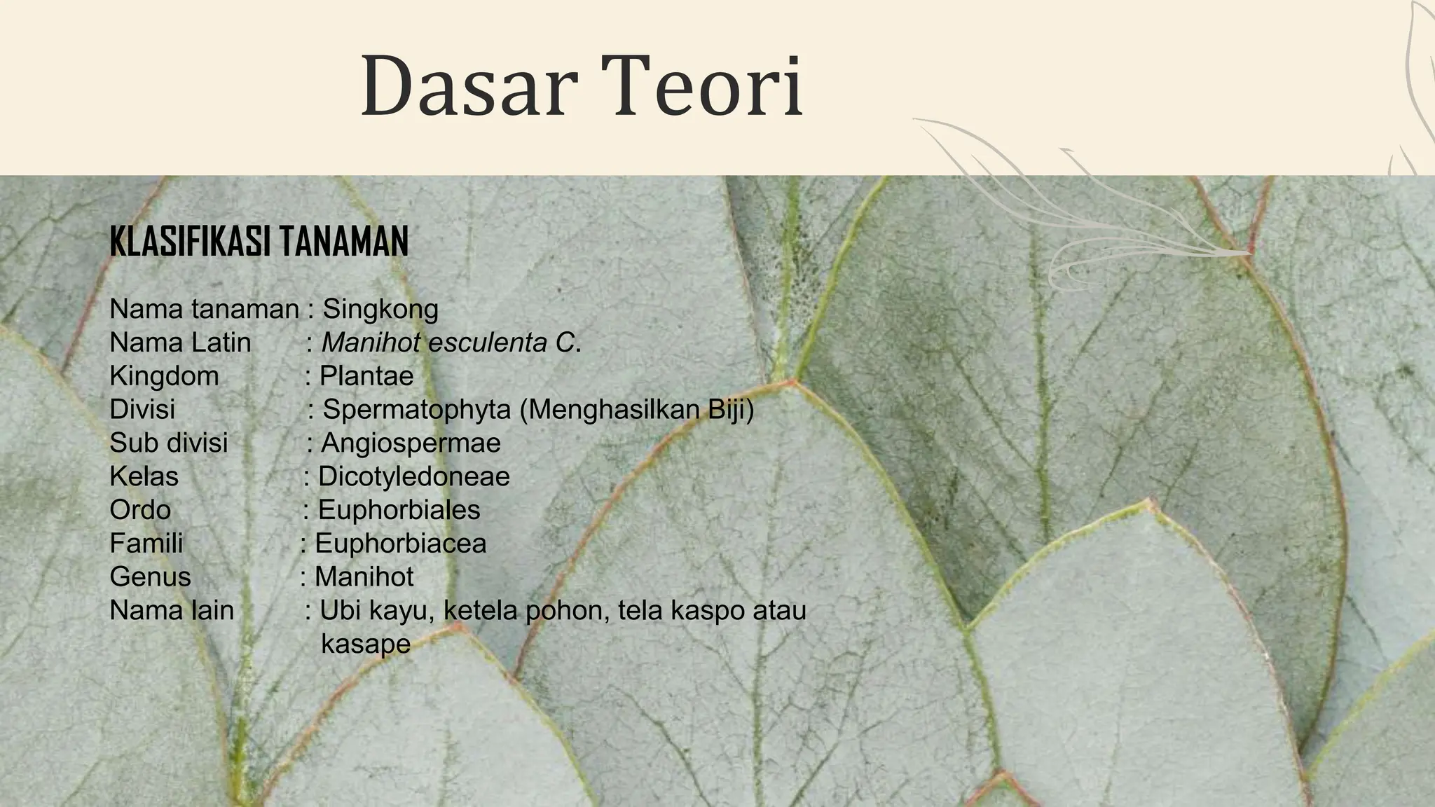 TATA CARA PEMBUATAN AMILUM MANIHOT .pptx