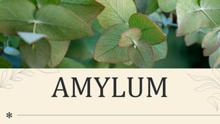 TATA CARA PEMBUATAN AMILUM MANIHOT .pptx