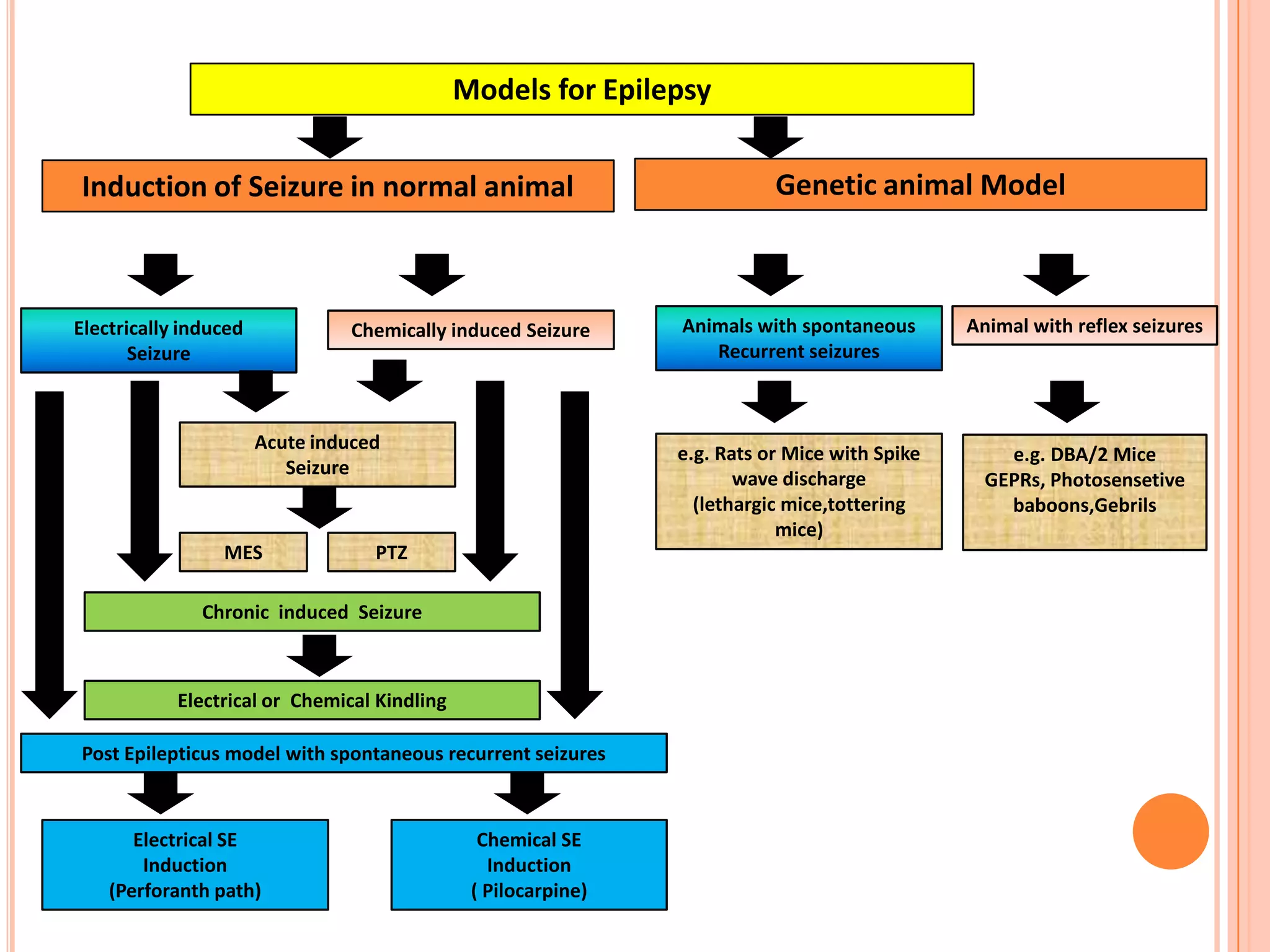 Aminal models for seizure | PPTX