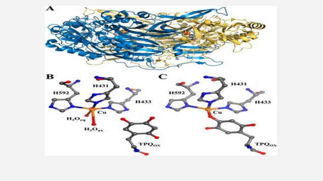 Amine oxidase and its catalytic activity | PPT | Free Download