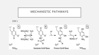 Amine oxidase and its catalytic activity | PPTX