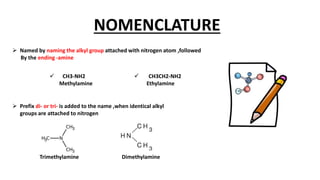 amine presentation organic chemistry.pptx
