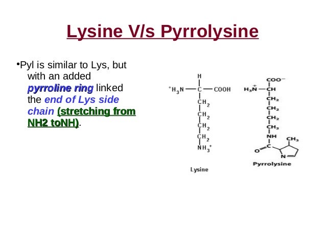 Pyrrolysine - Alchetron, The Free Social Encyclopedia