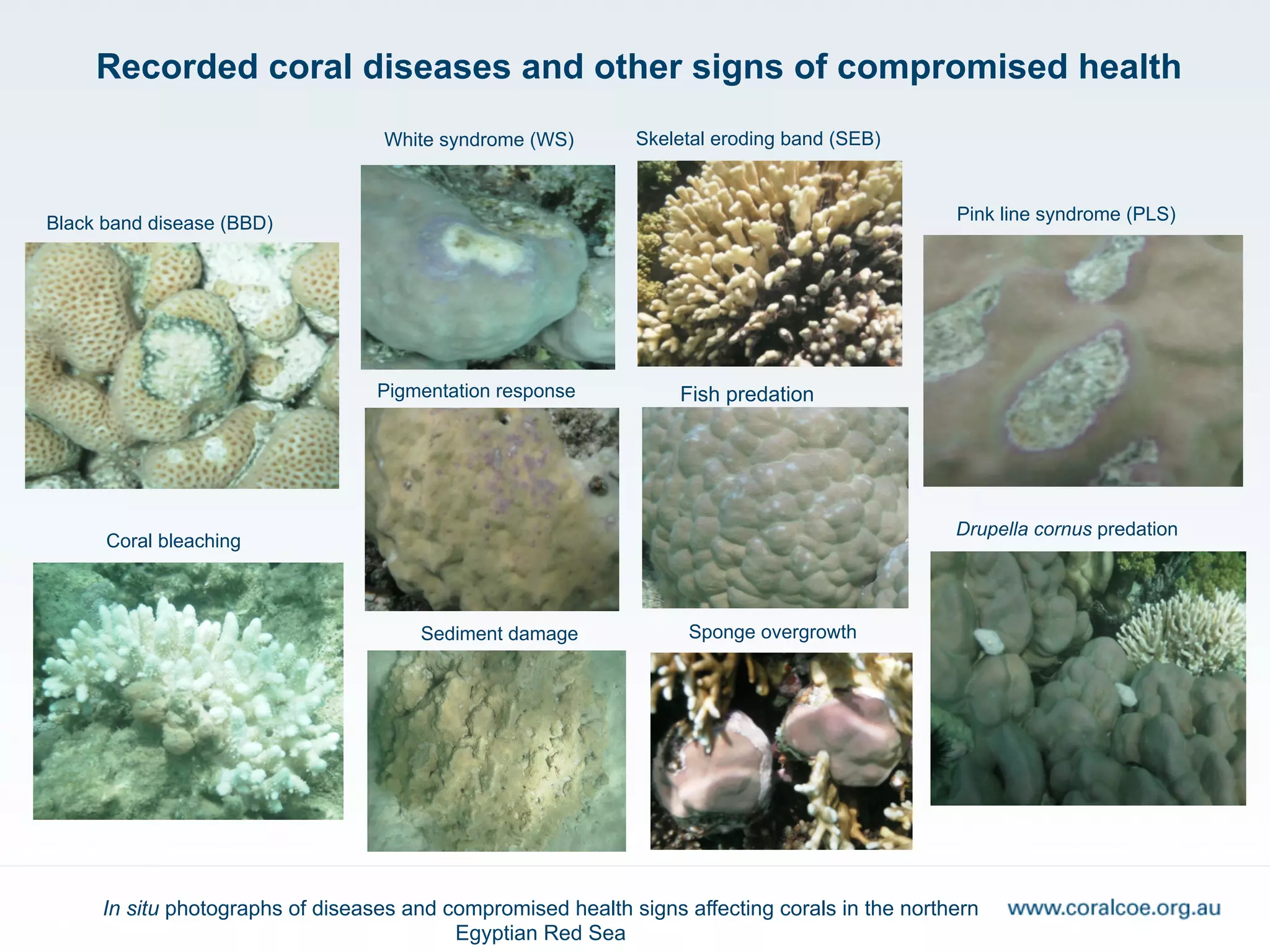 Coral diseases, coral bleaching and other health issues affecting Red ...