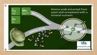 Amino acid | PPT | Free Download