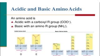 amino-acid.pptx.pdf