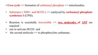 Amino-acid-catabolism.pptx