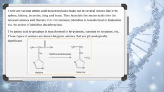 Amino-acid-catabolism(transamination.pptx