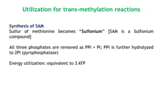 Amino-Acid Metabolism [Methionine].pptx.. | PPTX