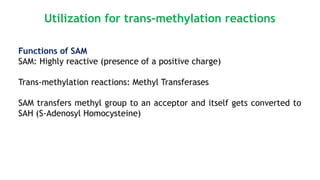 Amino-Acid Metabolism [Methionine].pptx.. | PPTX