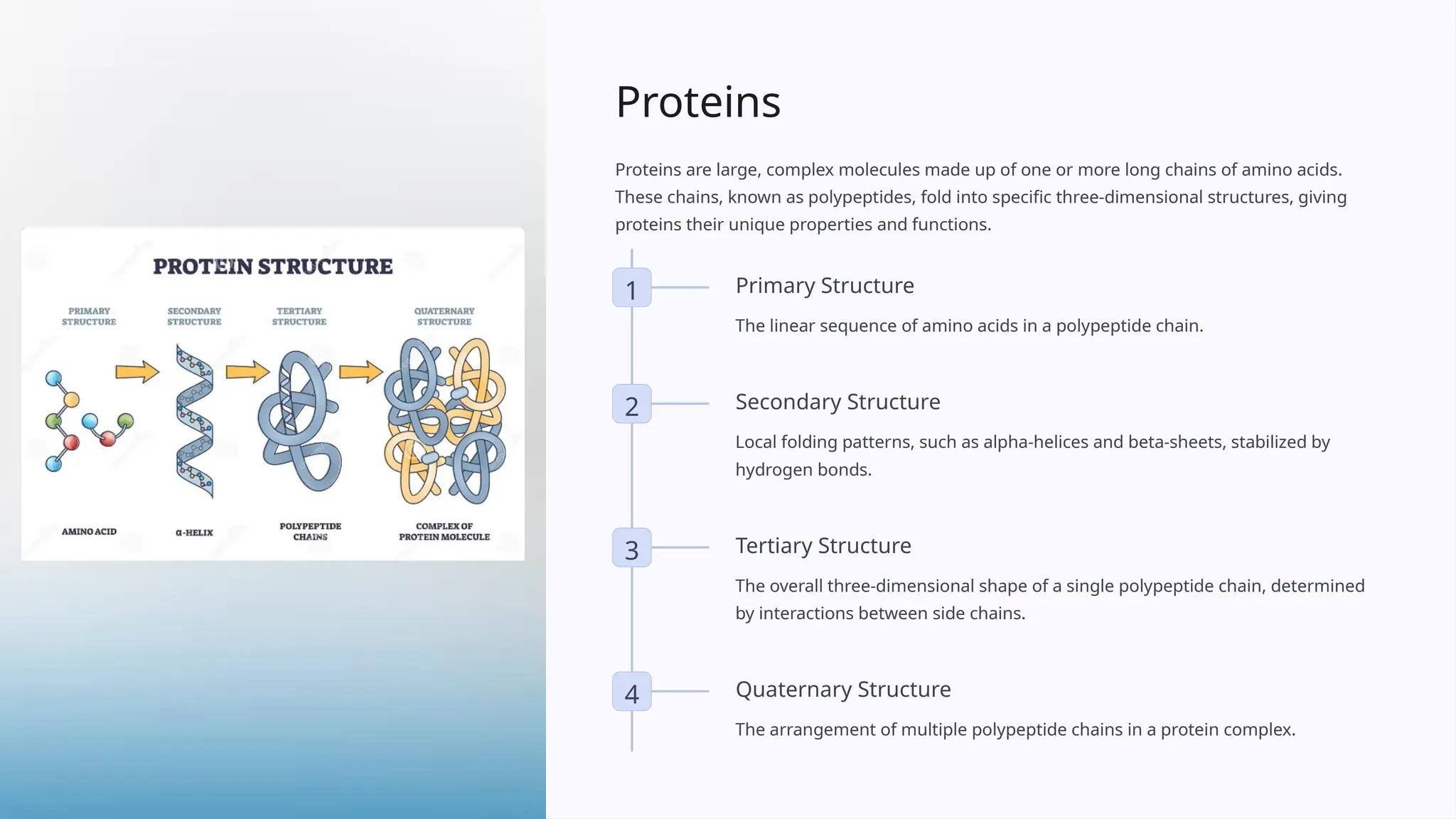 Amino-Acids-Peptides-and-Proteins-Structure-and-Classification.pptx