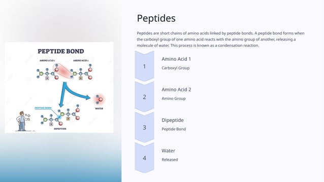 Amino-Acids-Peptides-and-Proteins-Structure-and-Classification.pptx | Chemistry | Science