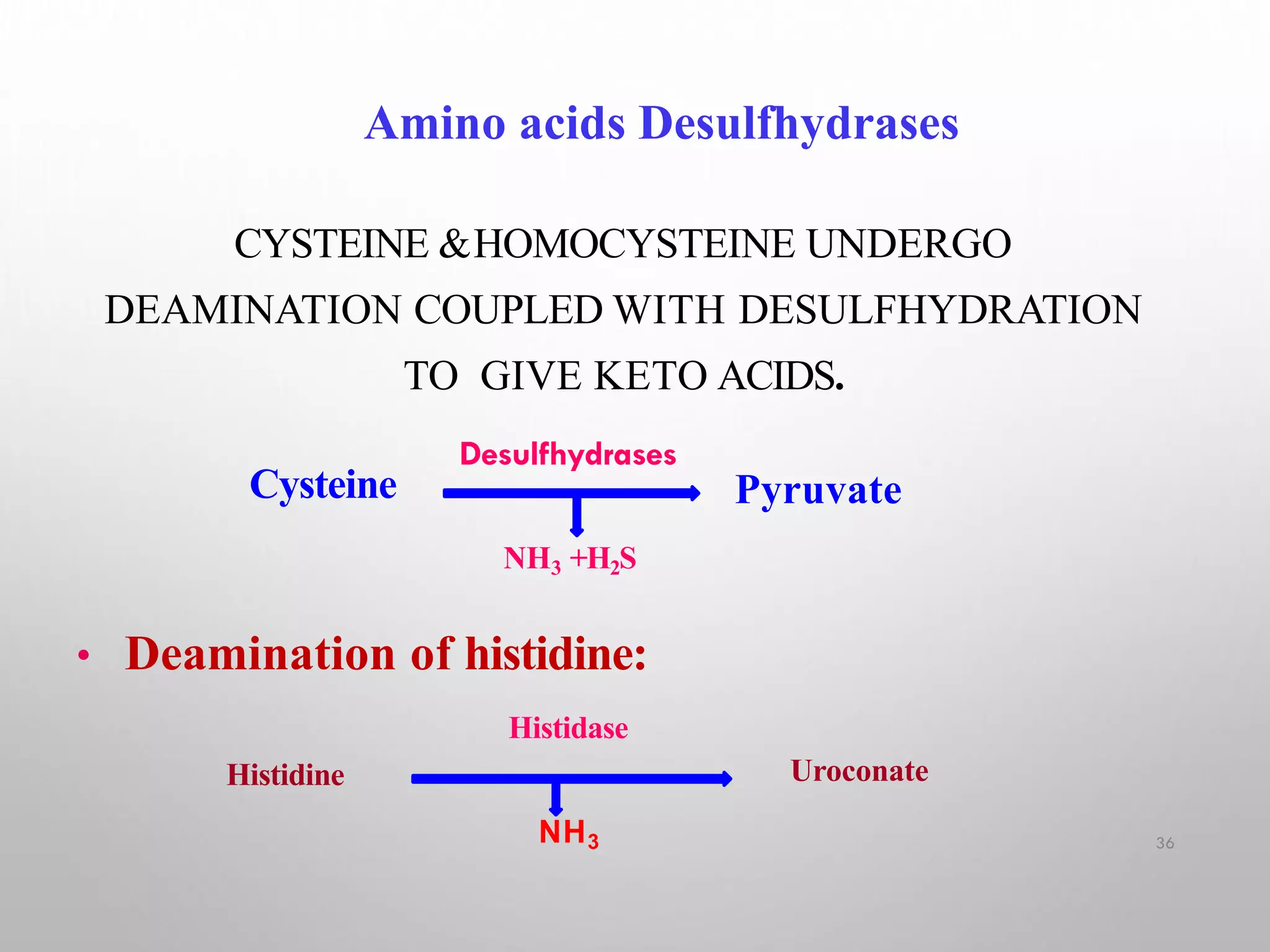Metabolism of amino acid | PDF
