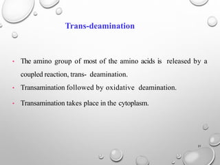 Metabolism of amino acid | PDF