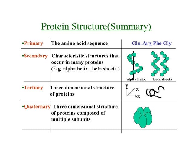 Proteins and Amino acid -: classification , structure,functions ...