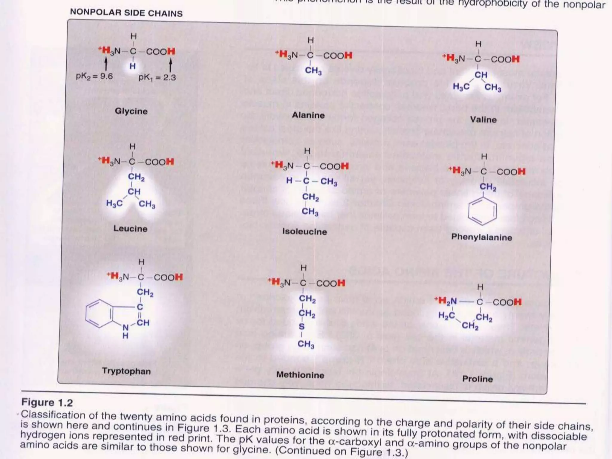 amino acid structure and classification.ppt
