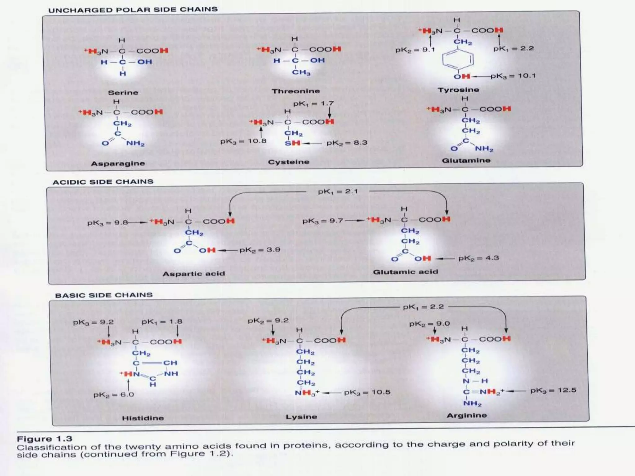 amino acid structure and classification.ppt