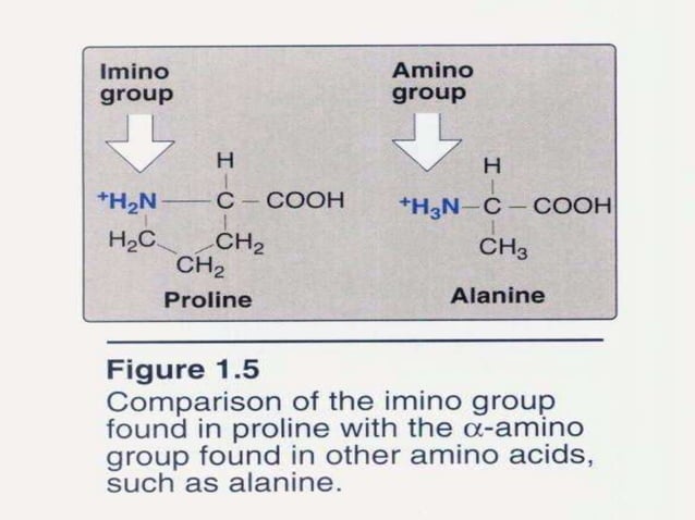 amino acid structure and classification.ppt