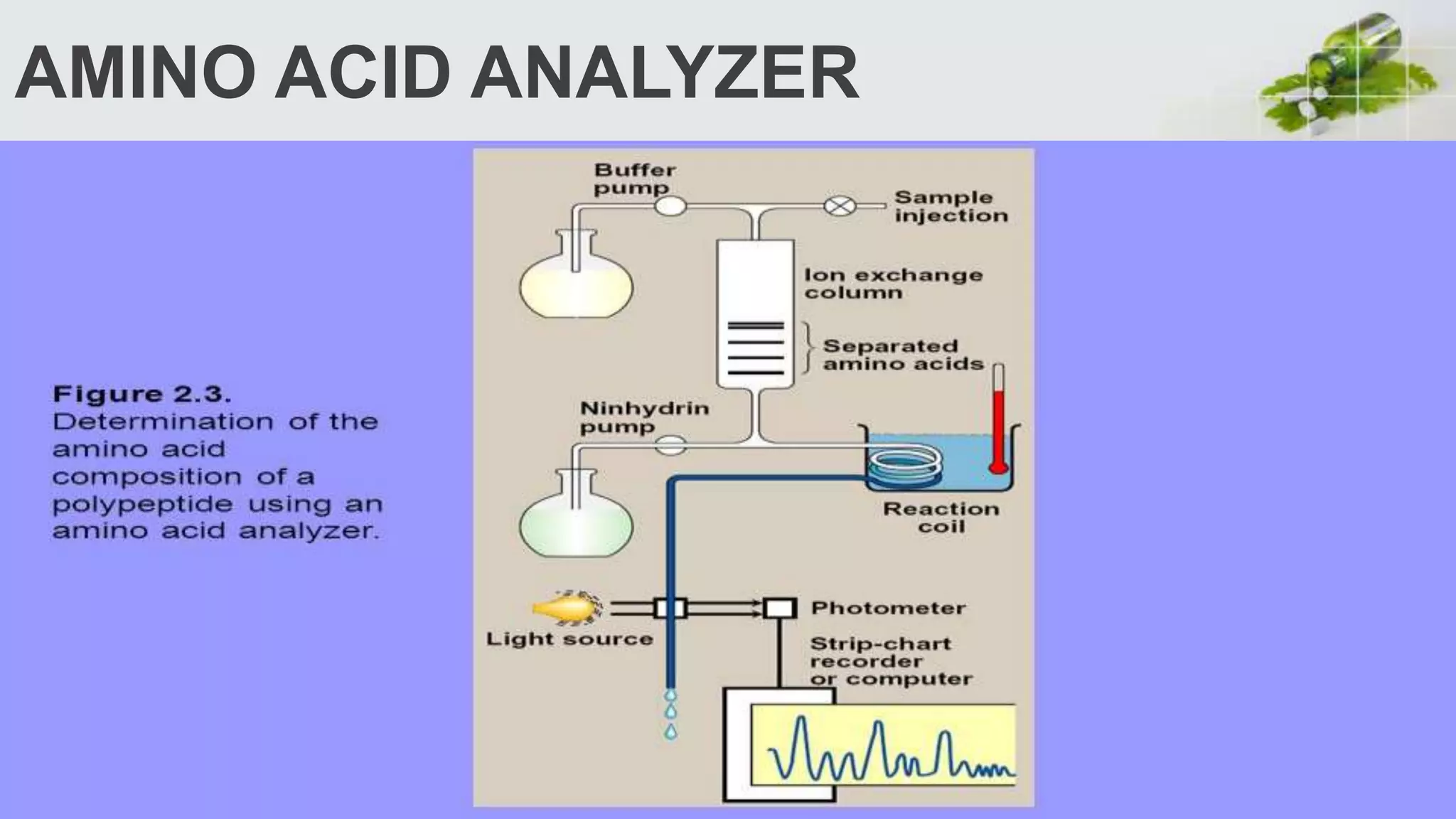 Amino acid Analyzer | PPTX