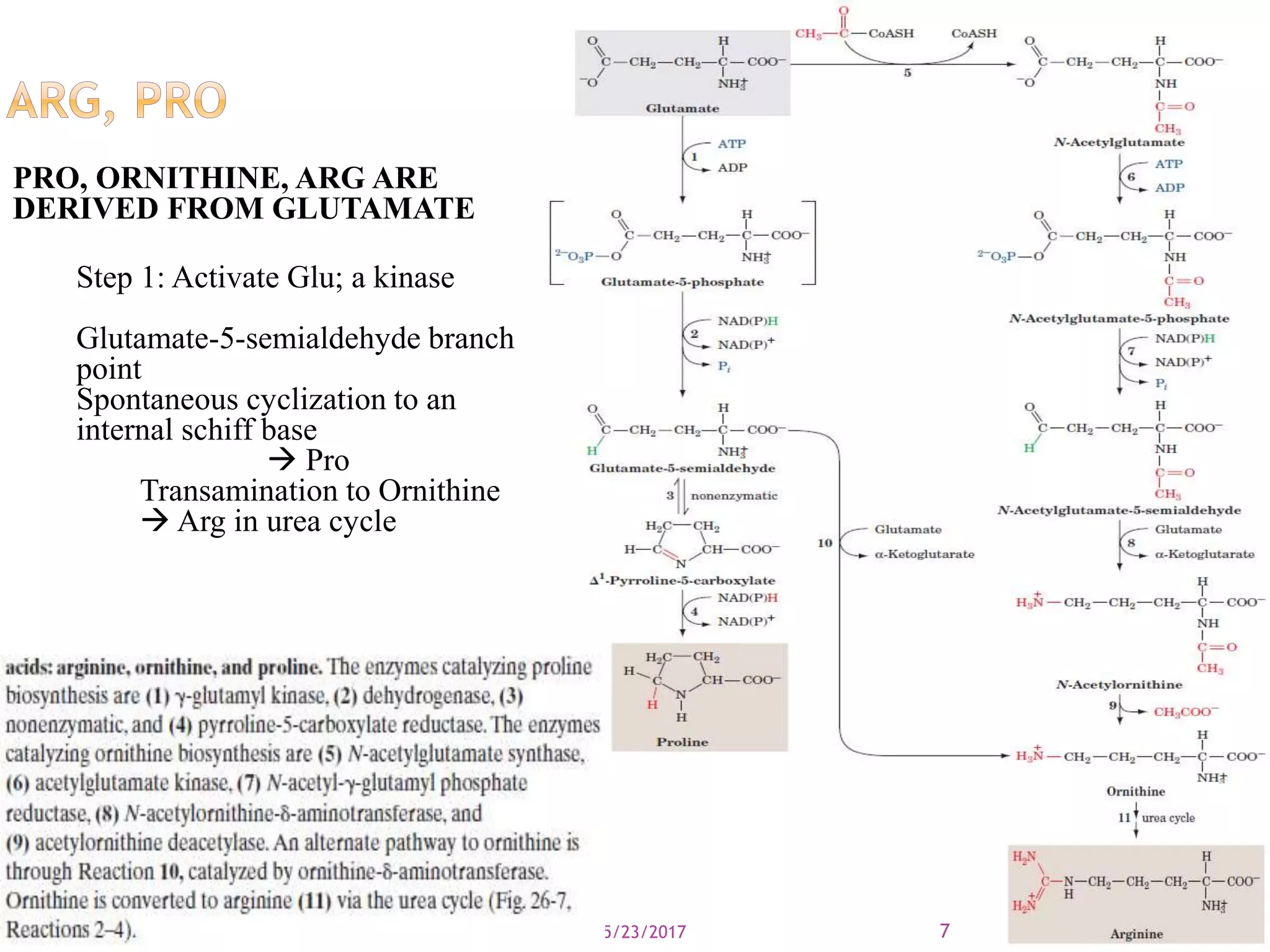 Amino acid biosynthesis grp assignment ppt | PPTX