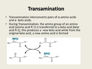 Amino acid catabolism- Part-1 | PPTX