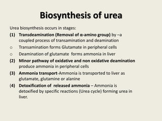Amino acid catabolism- Part-1 | PPTX