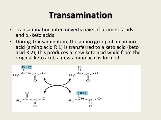 Amino acid catabolism- Part-1