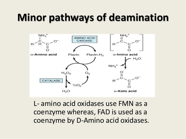 Amino acid catabolism- Part-1