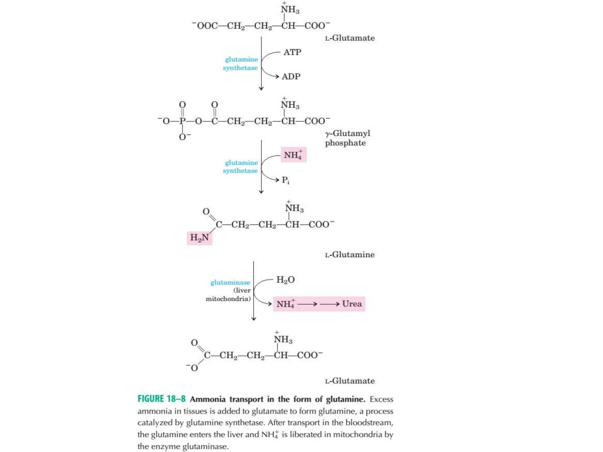 Amino acid catabolism and urea cycle.pptx
