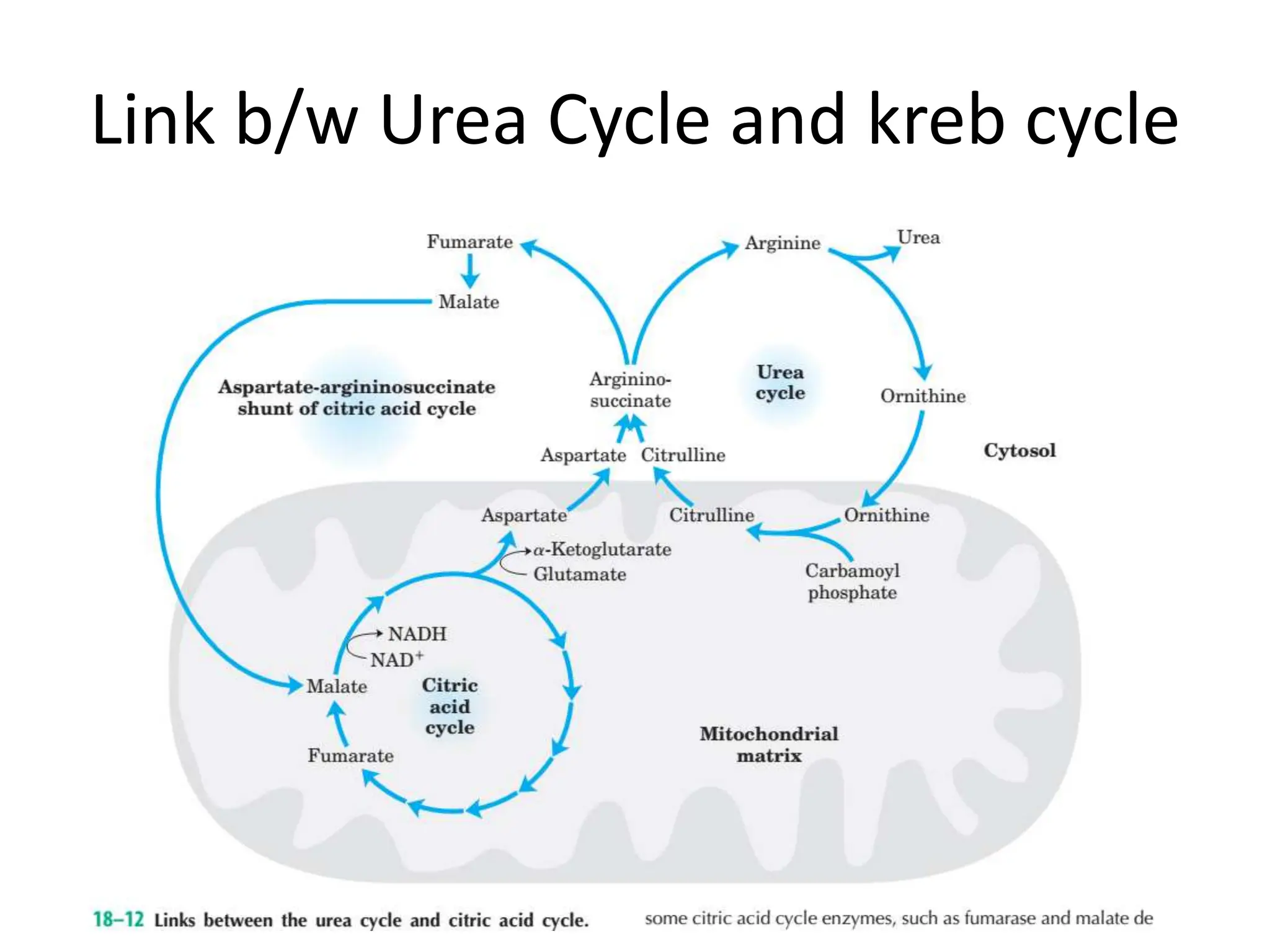 Amino acid catabolism and urea cycle.pptx