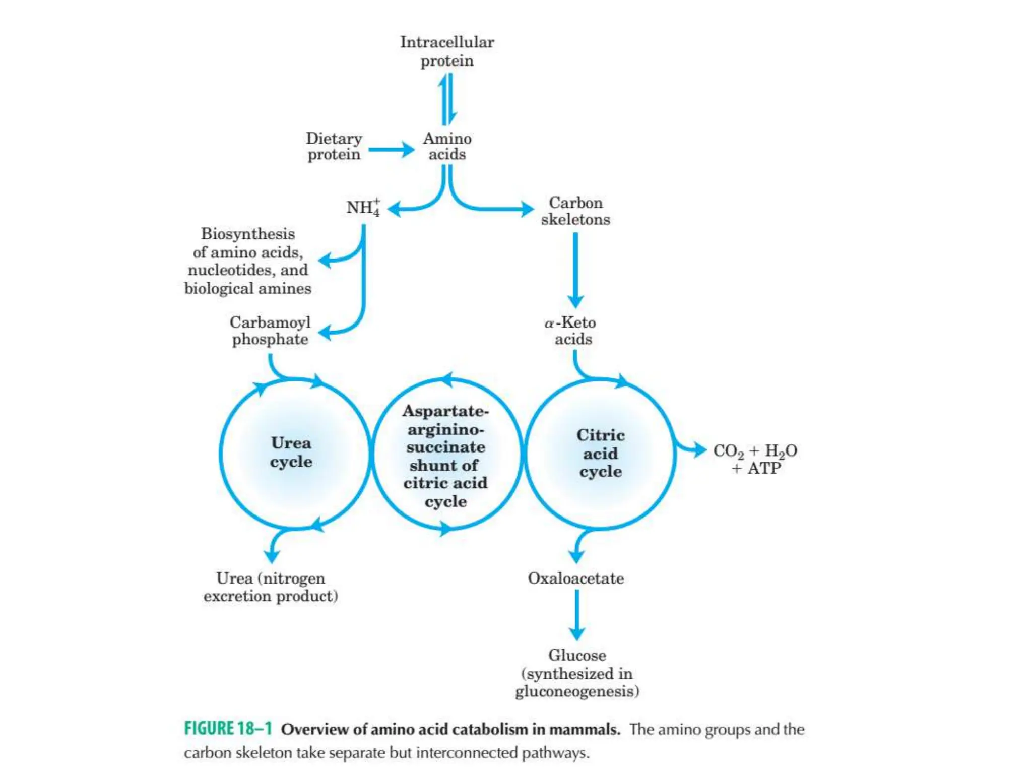 Amino acid catabolism and urea cycle.pptx