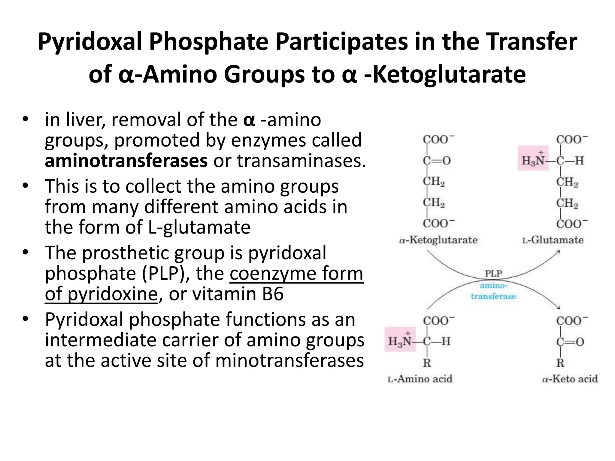 Amino acid catabolism and urea cycle.pptx
