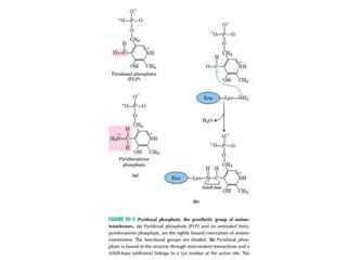 Amino acid catabolism and urea cycle.pptx