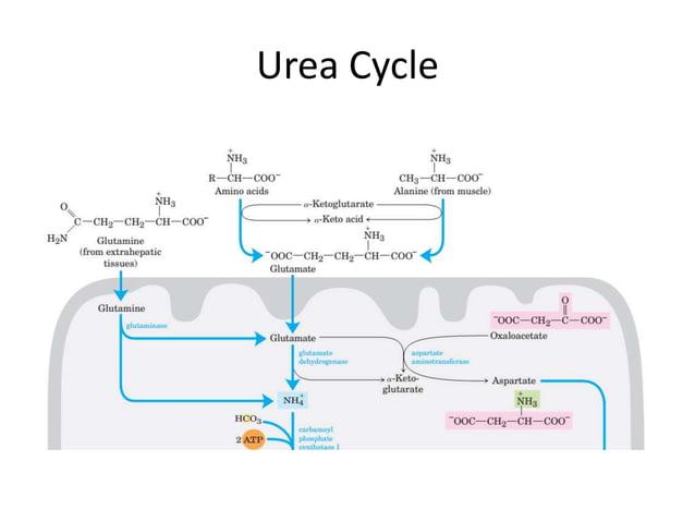 Amino acid catabolism and urea cycle.pptx