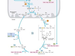 Amino acid catabolism and urea cycle.pptx