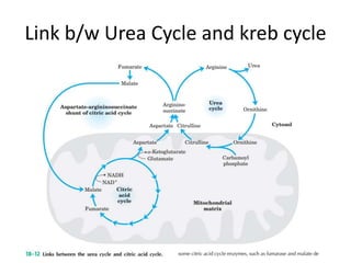 Amino acid catabolism and urea cycle.pptx