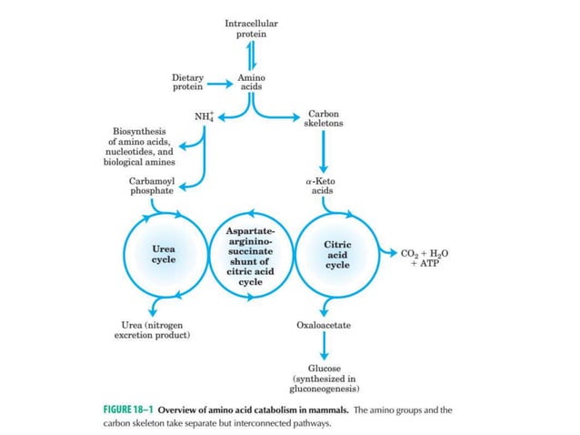 Amino acid catabolism and urea cycle.pptx