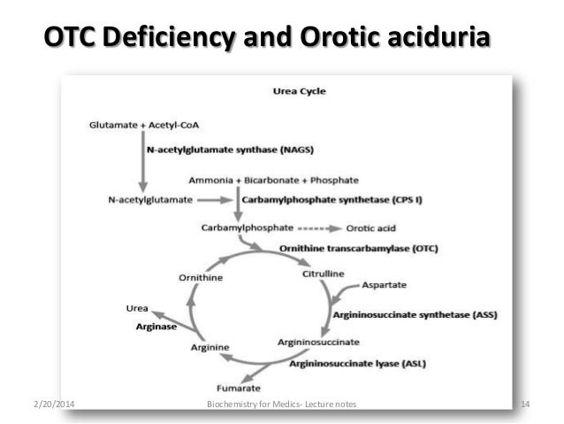 Amino acid catabolism - Part-2 (Urea cycle and clinical significance)