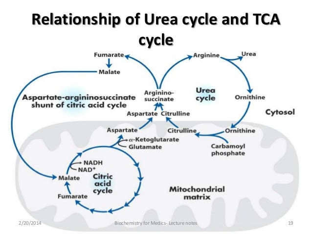 Amino acid catabolism - Part-2 (Urea cycle and clinical significance)