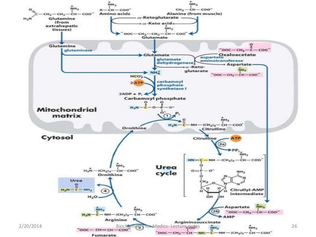 Amino acid catabolism - Part-2 (Urea cycle and clinical significance)