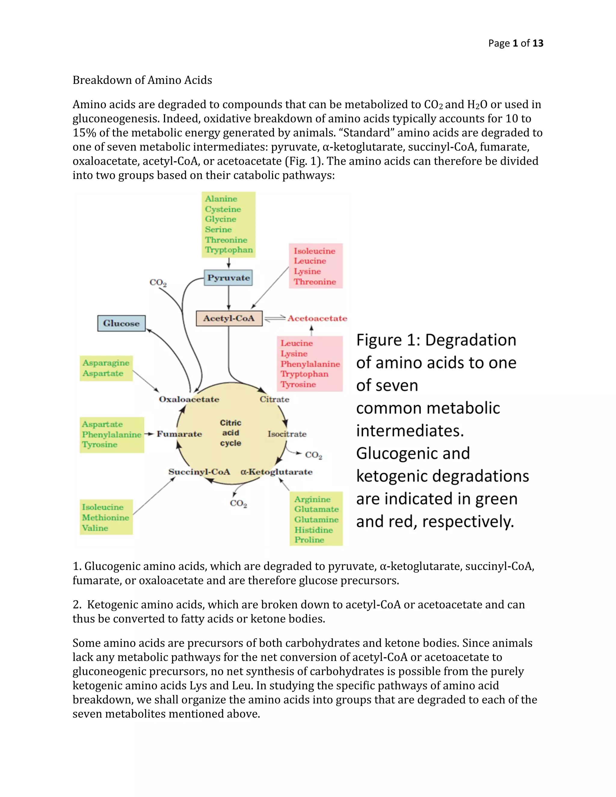 Amino acid degradation 1 | PDF