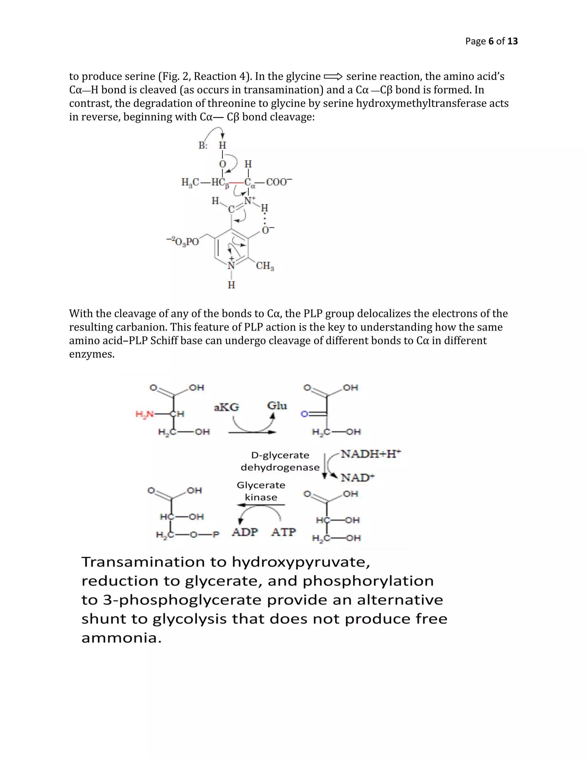 Amino acid degradation 1 | PDF
