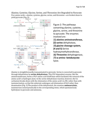 Amino acid degradation 1 | PDF