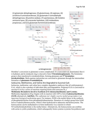 Amino acid degradation 1 | PDF