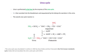 AMINO ACID power presentation that describes amino acids | PPT