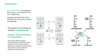 AMINO ACID power presentation that describes amino acids | PPT