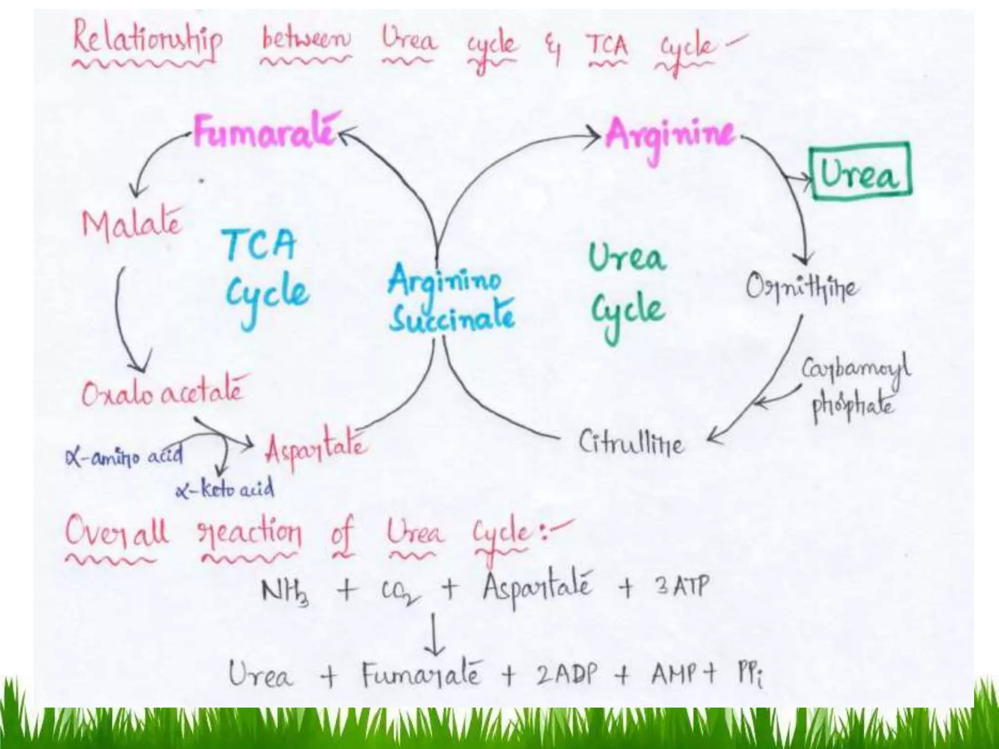 Amino acid and lipid metabolism | PPTX