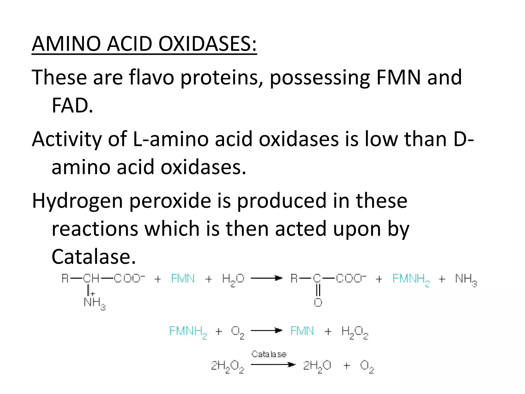 Amino acid metabolism | PPT